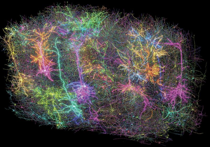 A Map of the Impossible: MICrONS Delivers AI and Neuroscience Advances ...