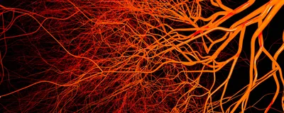 Building Advanced Cell Models Using New Approach Methodologies | The ...