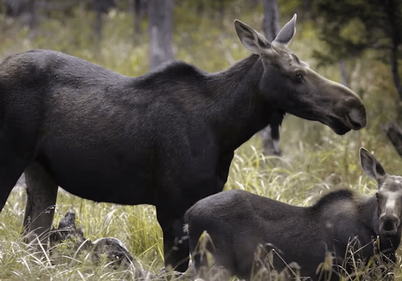 New Blood Test Spots Deadly Brain Worms in Moose and Elk | The Scientist