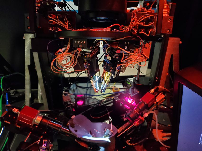 How the Brain Sees Illusions | The Scientist