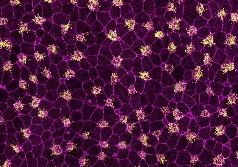 Live Cell Shape Tracking Offers a Direct View into Developmental ...