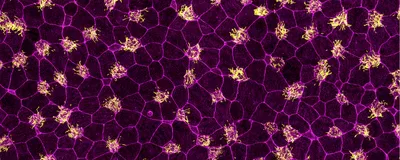 Live Cell Shape Tracking Offers a Direct View into Developmental ...