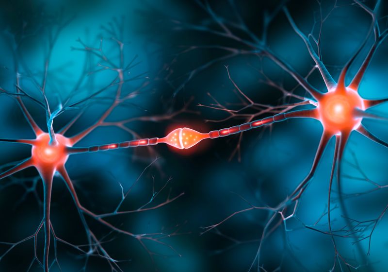 Why Do Motor Neurons Die First in ALS? Turns Out, Size Matters | The ...