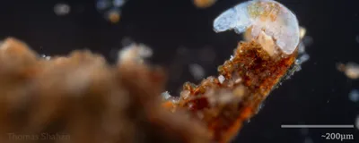 Tardigrades’ Shield Against DNA Damage Inspires New Therapies | The ...