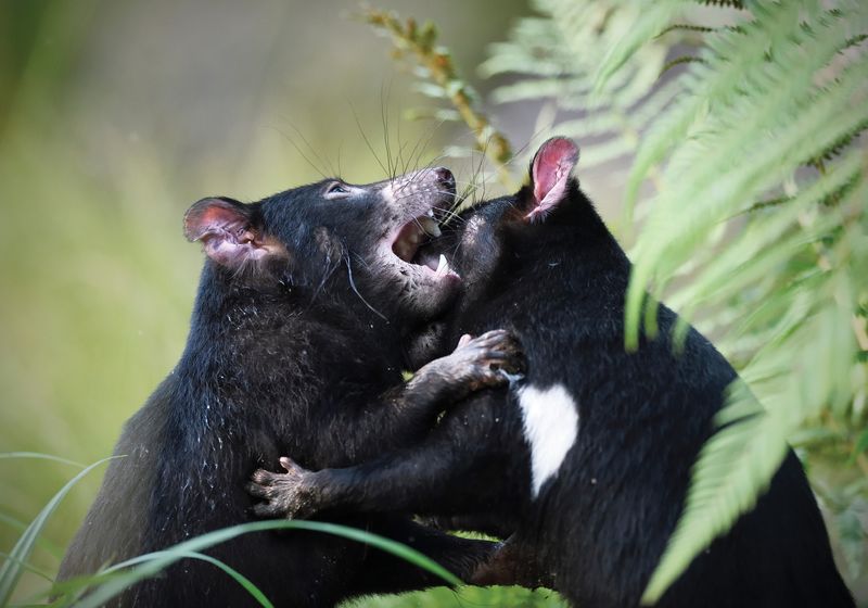 A Hell of a Disease: Can Science Save the Tasmanian Devil? | The Scientist