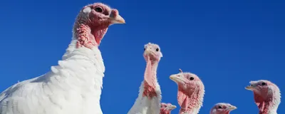 White vs Dark: Muscle Determines Turkey Meat Color | The Scientist