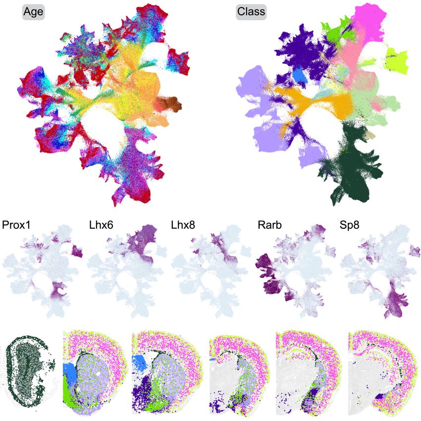 A New Cell Atlas Helps Researchers Navigate the Developing Brain | The ...