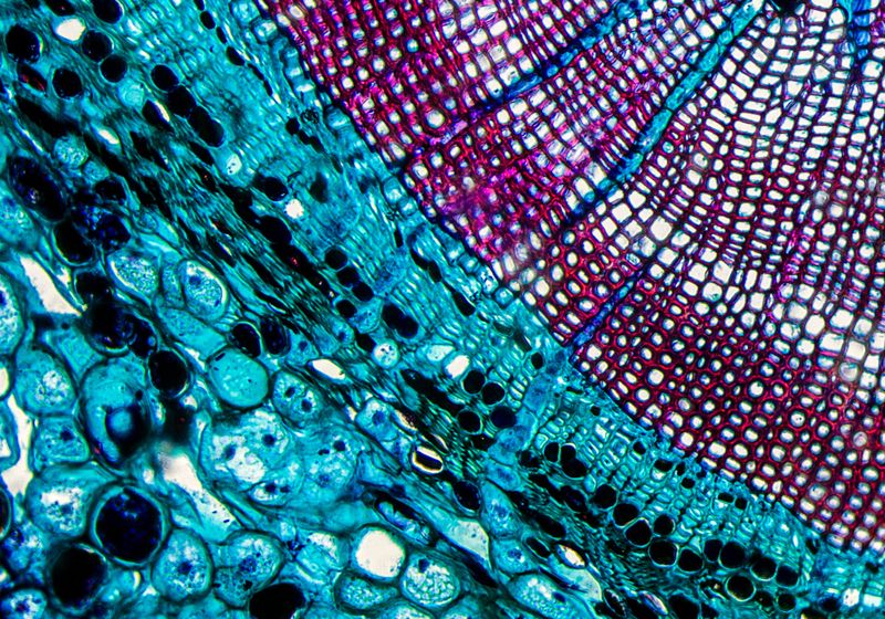 The Biggest Breakthroughs in Cell Biology in 2025 | The Scientist