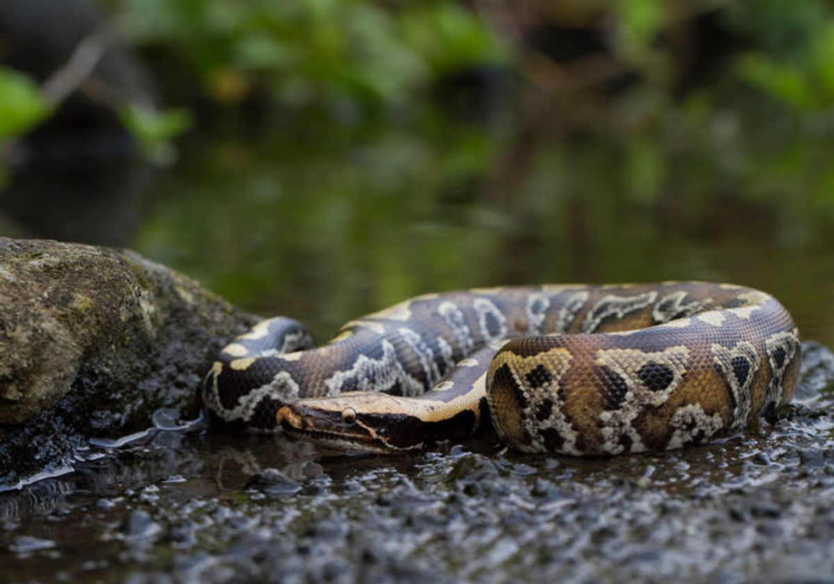 How Snake Excrete Its Waste