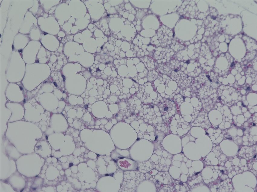 Top Cell Biology Stories of 2025 | The Scientist