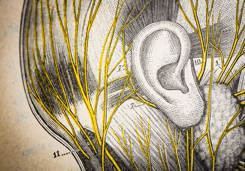 The Ear as a Therapeutic Gateway to the Vagus Nerve | The Scientist