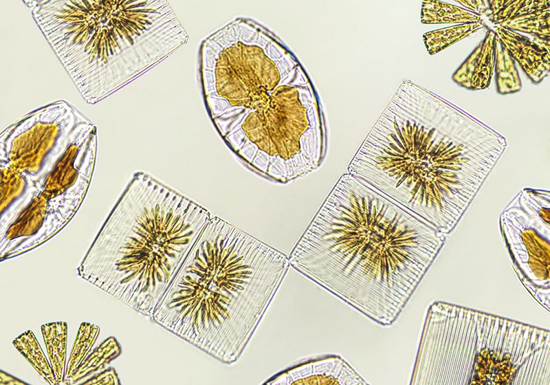 Diatoms Help Scientists Assess Climate Change Over Millennia | The ...