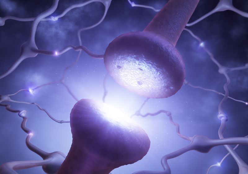 Glutamatergic Synapses Act as a Hub for Intellectual Disability | The ...