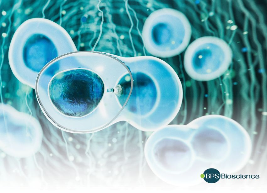 Cell Therapy Types, Uses, and Future Impacts | The Scientist