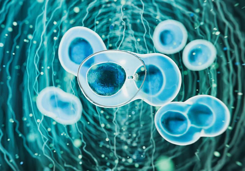 Cell Therapy Types, Uses, and Future Impacts | The Scientist