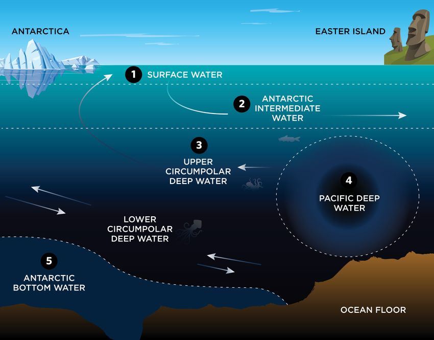 How Ocean Currents Shape the Marine Microbiome | The Scientist