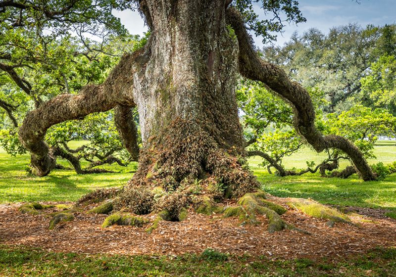 Oak Trees’ Drought Resilience is Rooted in Microbes | The Scientist