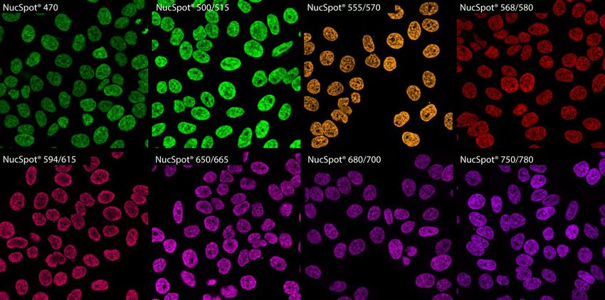 Beyond DAPI: Cleaner, Sharper Counterstaining with NucSpot® Nuclear ...