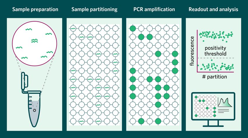 Digital PCR Explained: Absolute Quantification Advantages and ...