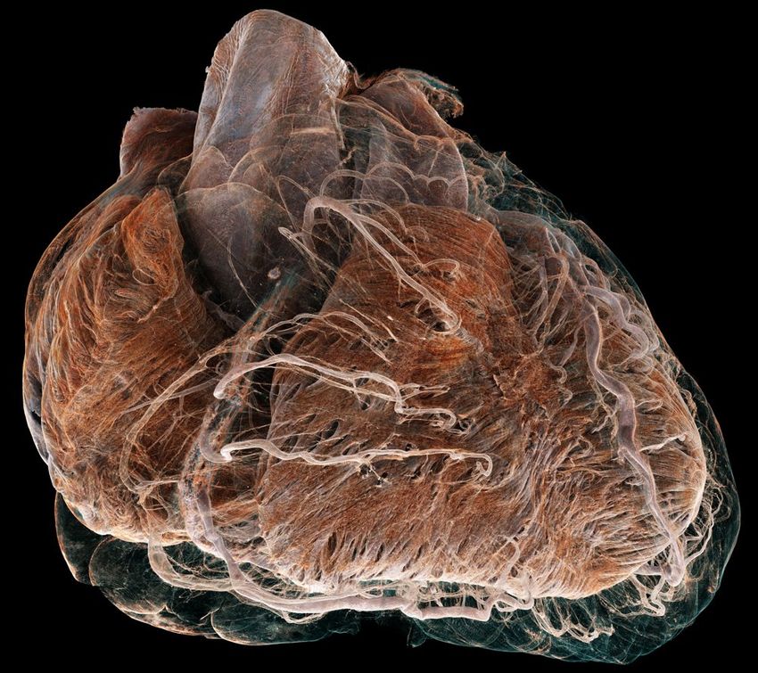 The Human Organ Atlas: A 3D Journey Into the Body | The Scientist