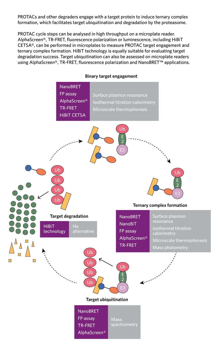 Advancing Targeted Protein Degradation Using Microplate Readers | The ...