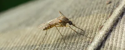 Mosquitoes Can Learn to Love and Bite Through DEET Repellent | The ...