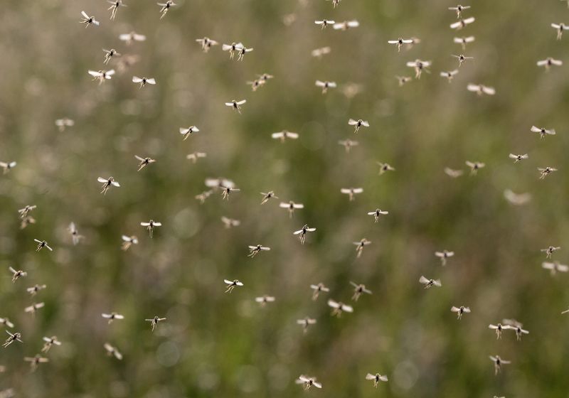 Google Plans to Release Millions of Sterile Mosquitoes. Entomologists ...