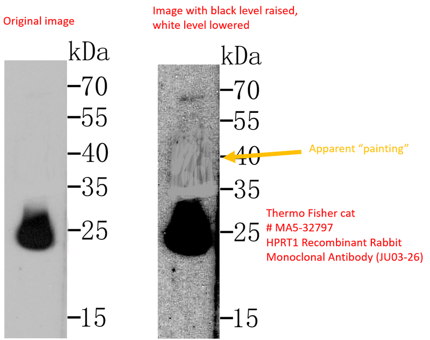 Altered Antibody Validation Data on Vendor Sites Alarms Researchers ...