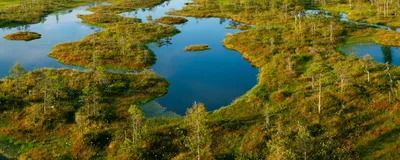 How Peatland Bogs Sequester Massive Amounts of Carbon | The Scientist