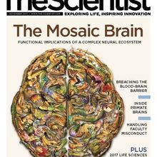 Magazine Issue - November 2017 | The Mosaic Brain | The Scientist Magazine®