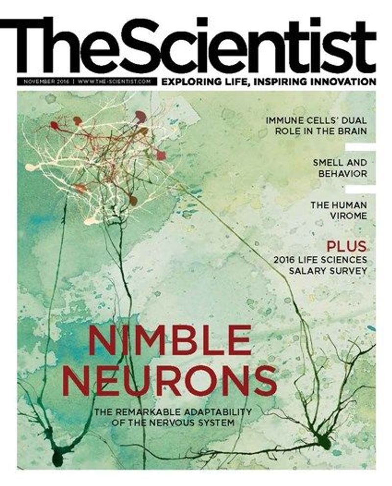 The Scientist Magazine Issue | November 2016 | Nimble Neurons | The ...