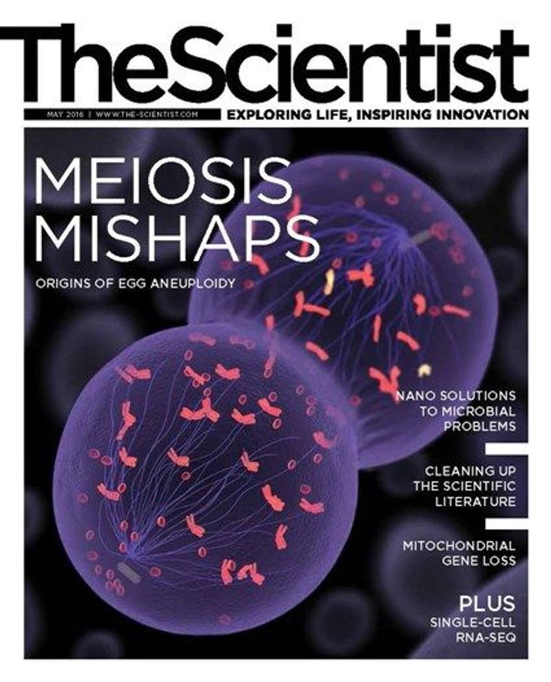 The Scientist Magazine Issue | May 2016 | Meiosis Mishaps | The Scientist