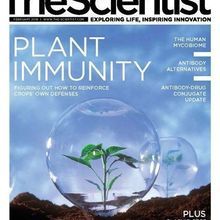 Magazine Issue - February 2016 | Plant Immunity | The Scientist Magazine®