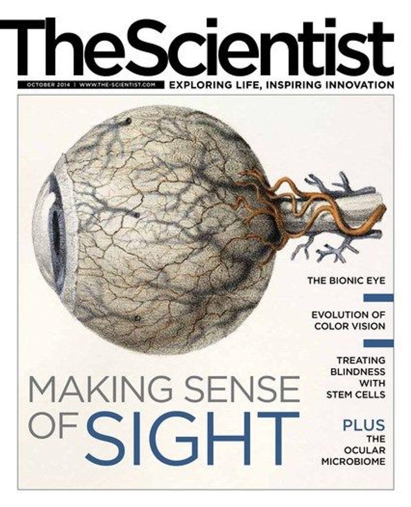 The Scientist Magazine Issue | October 2014 | Making Sense of Sight ...
