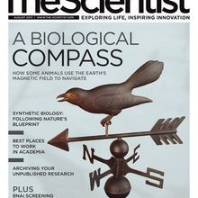 Magazine Issue - August 2013 | A Biological Compass | The Scientist ...