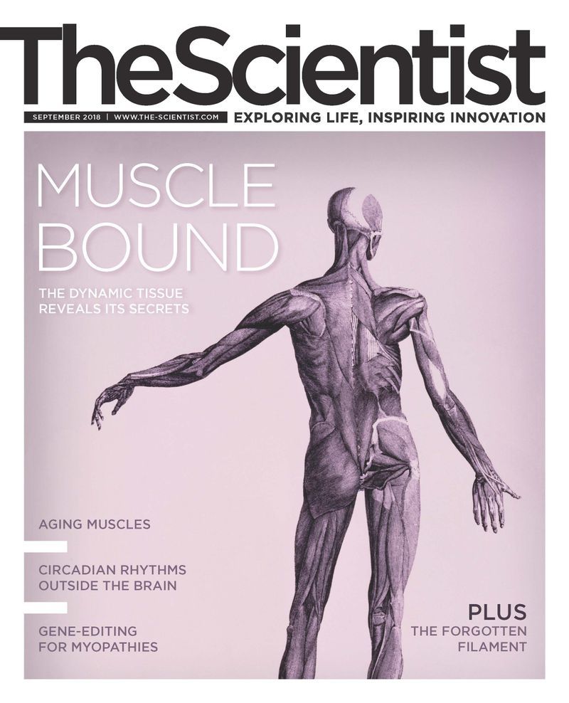 The Scientist Magazine Issue | September 2018 | The Muscle Issue | The ...