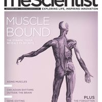 Magazine Issue - September 2018 | The Muscle Issue | The Scientist ...