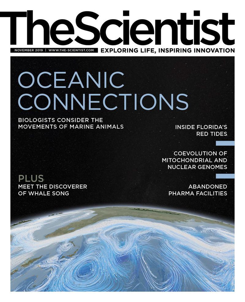 The Scientist Magazine Issue | November 2019 | Oceanic Connections ...