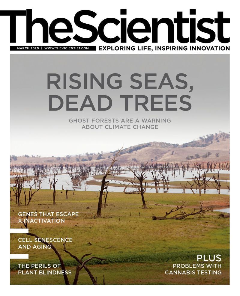 The Scientist Magazine Issue | March 2020 | Rising Seas, Dead Trees ...