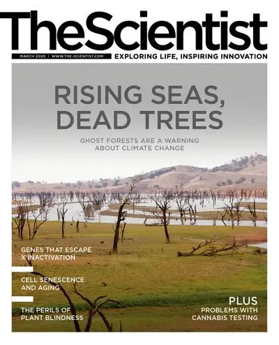 Interactive Infographic: How Salt Transforms Coastal Forests | The ...