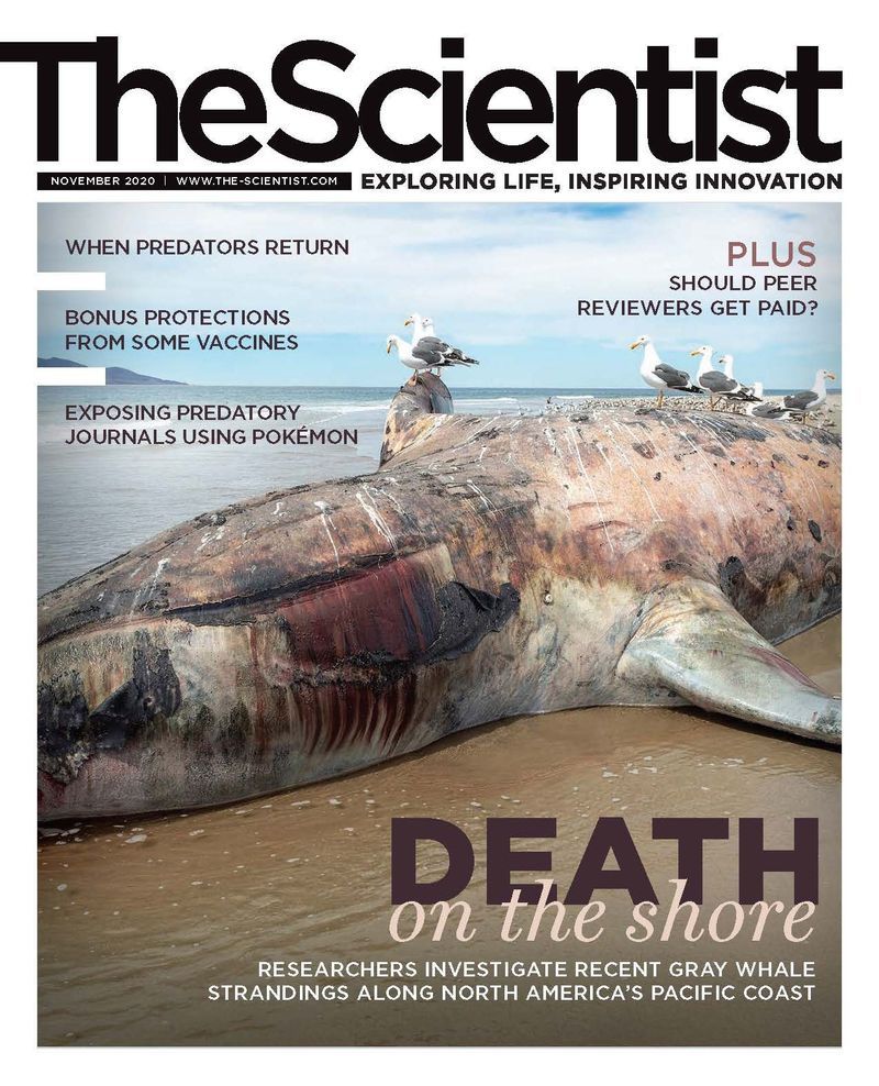 The Scientist Magazine Issue | November 2020 | Death on the shore | The ...