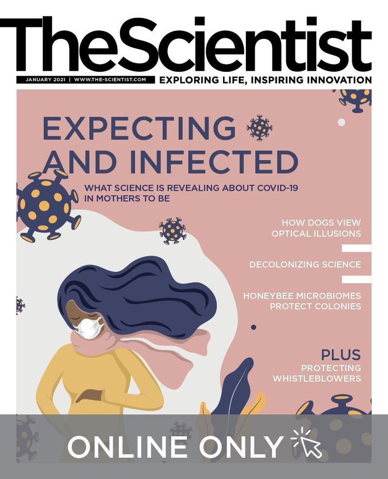 The Scientist Magazine Issue | January 2021 | Expecting and Infected ...