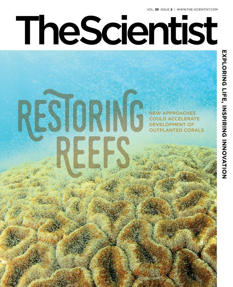 The Scientist Magazine Issue | February 2021 | Restoring Reefs | The ...