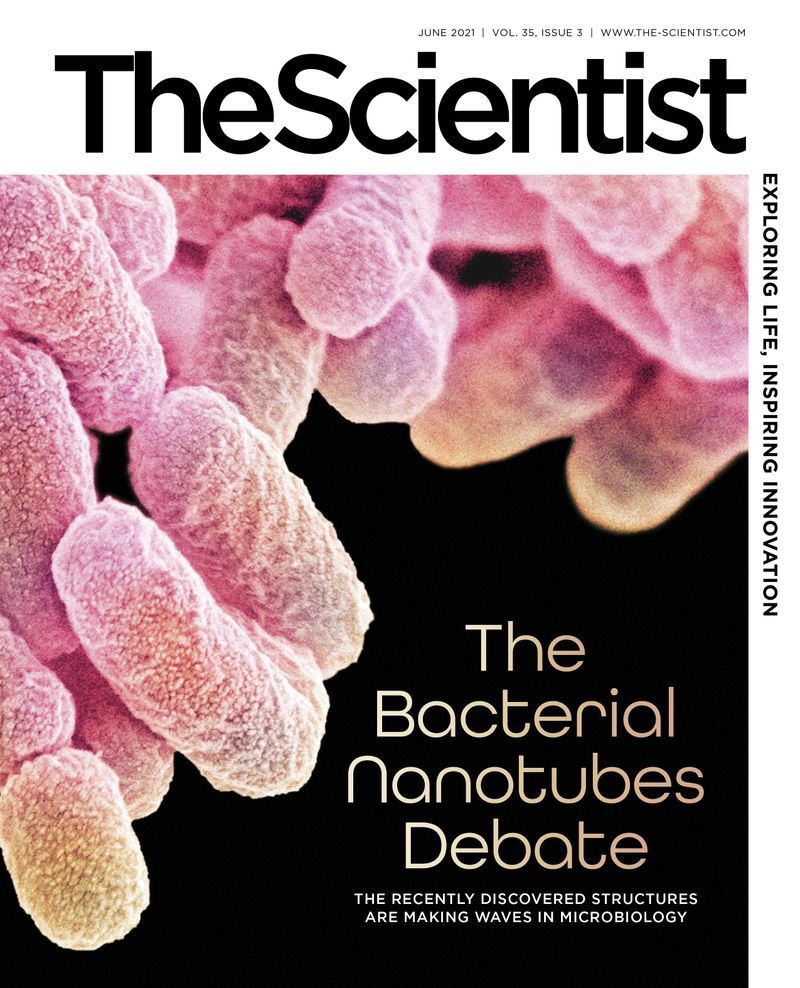 The Scientist Magazine Issue | June 2021 | The Bacterial Nanotubes ...
