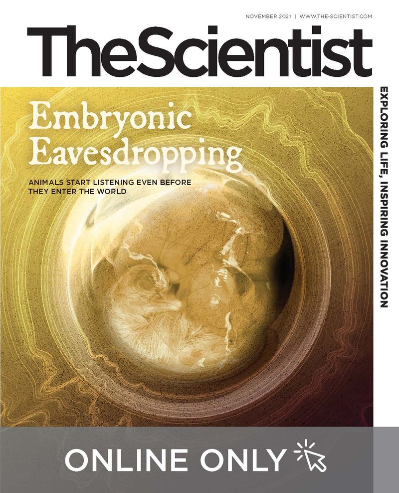 The Scientist Magazine Issue | November 2021 | Embryonic Eavesdropping ...
