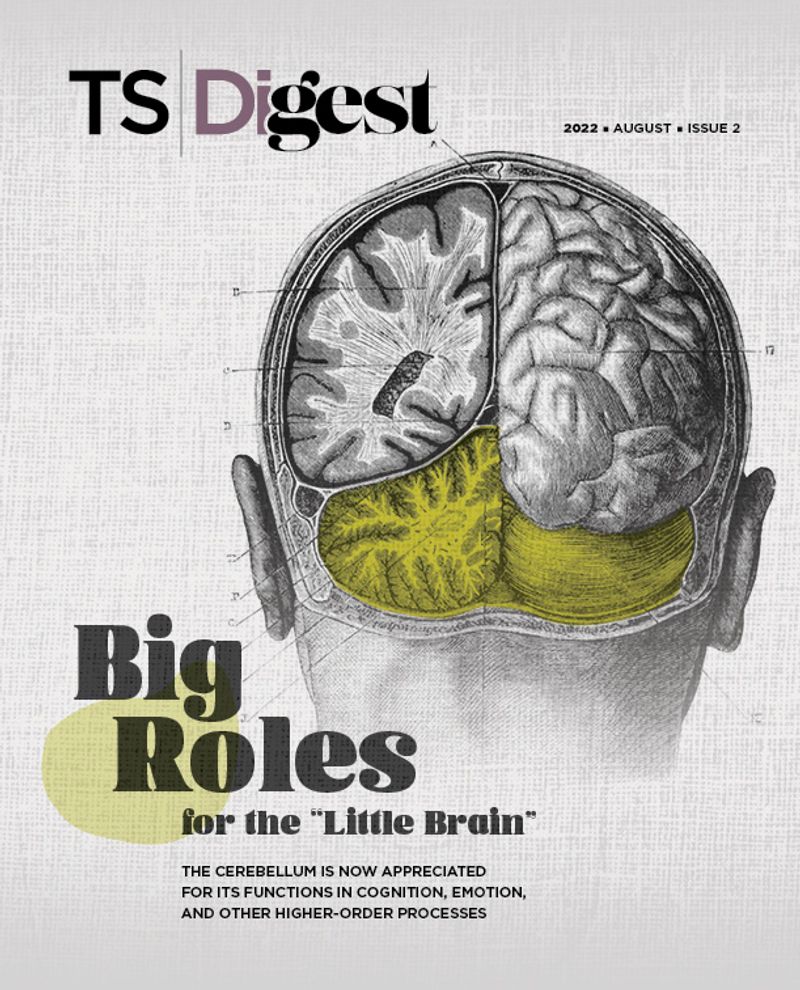 Big Roles for the "Little Brain" | The Scientist