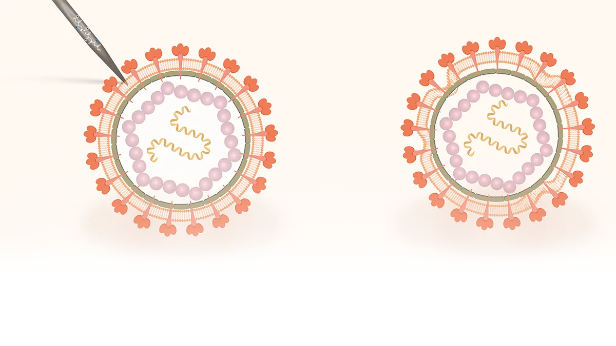 Designer Peptoids Pop Viral Membranes | The Scientist