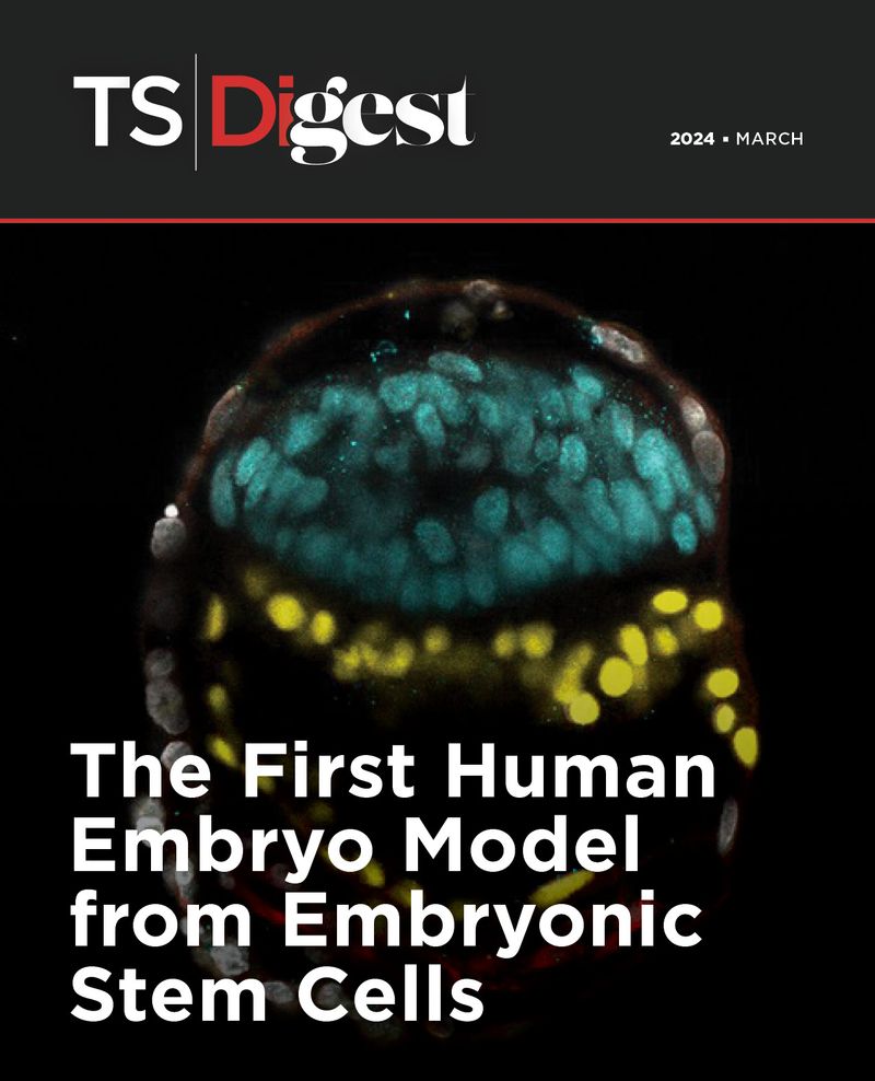 The First Human Embryo Model from Embryonic Stem Cells | The Scientist