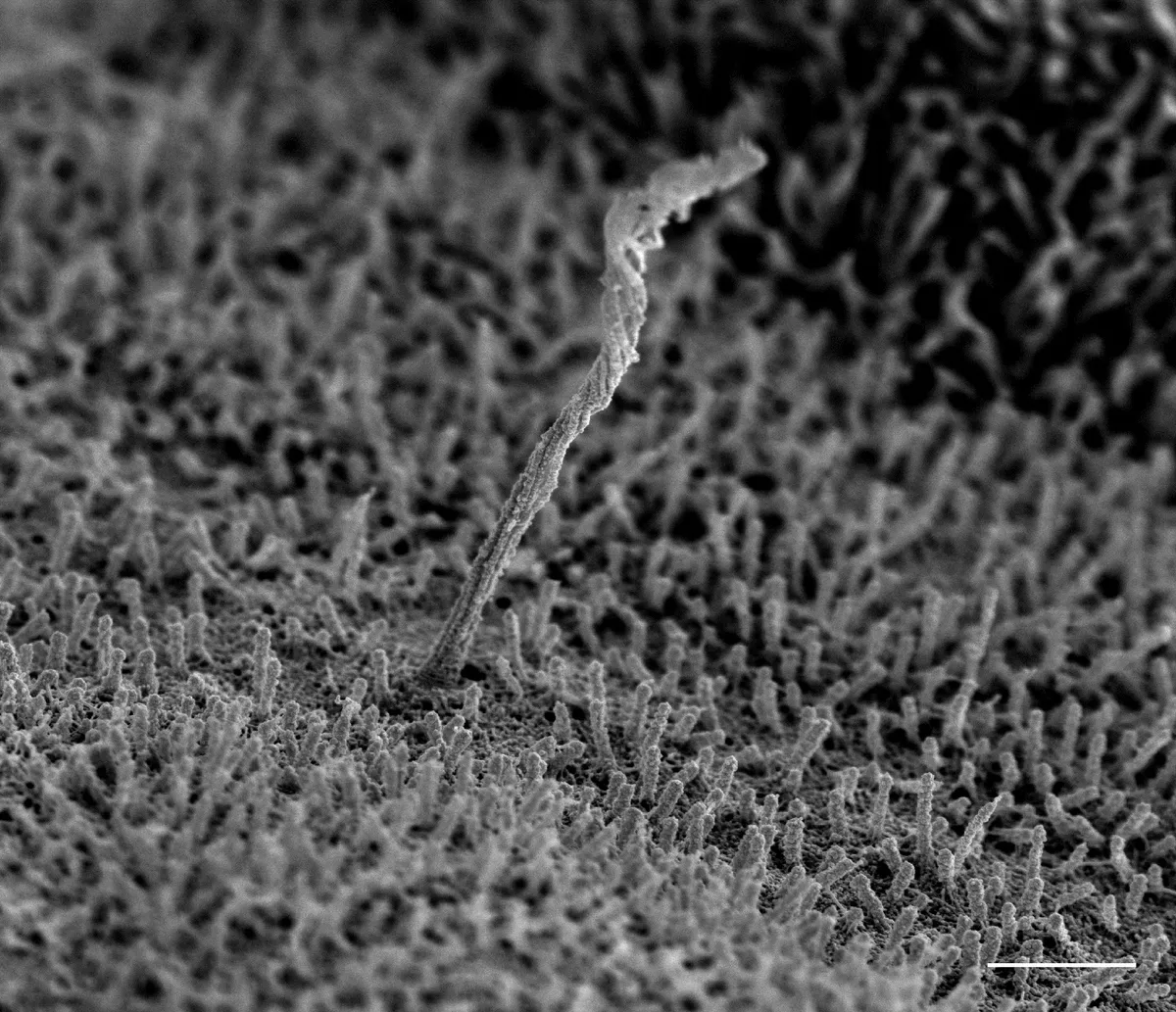 The Shape of Cilia | The Scientist