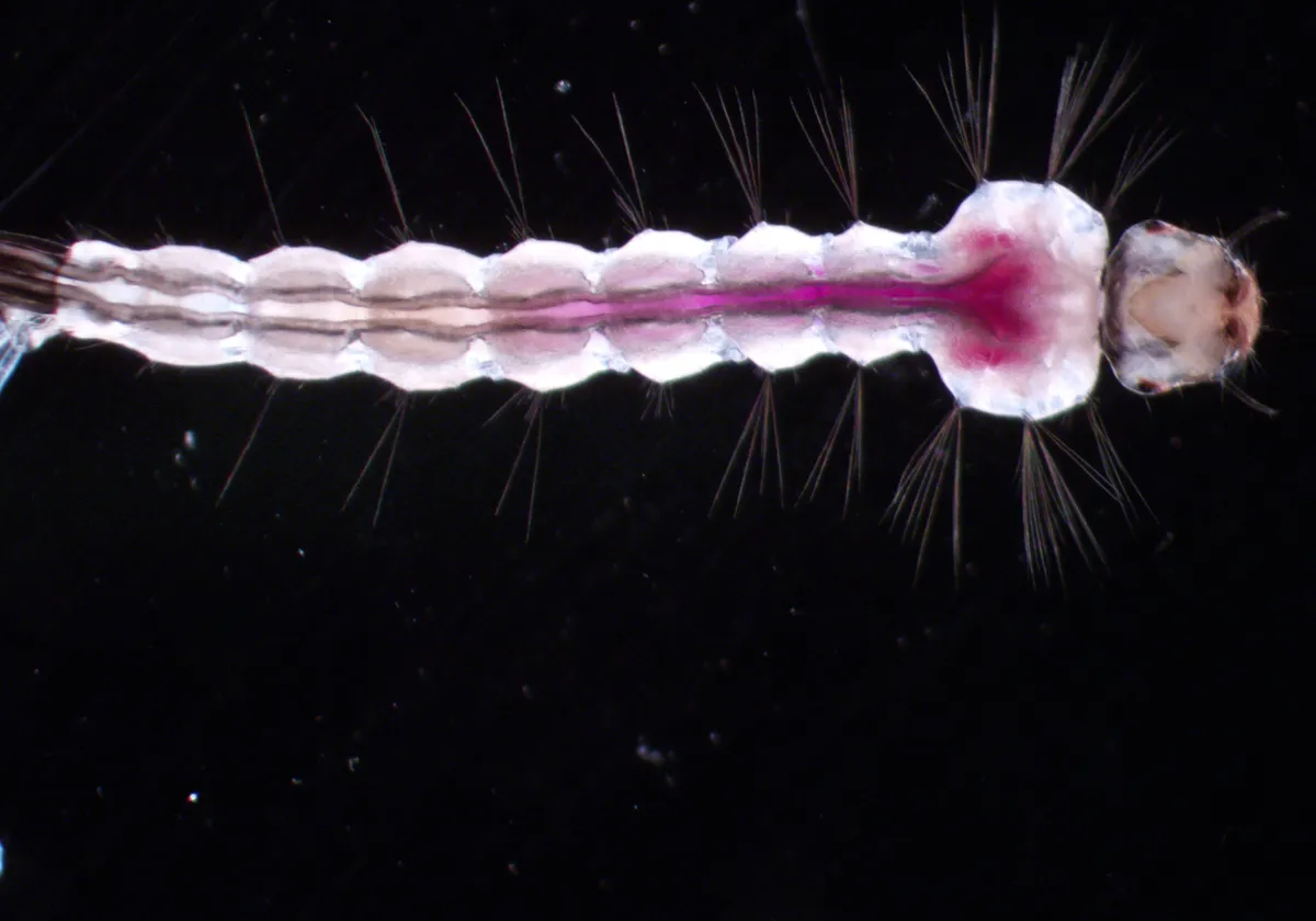 Gut-Powered Mosquito Probes | The Scientist